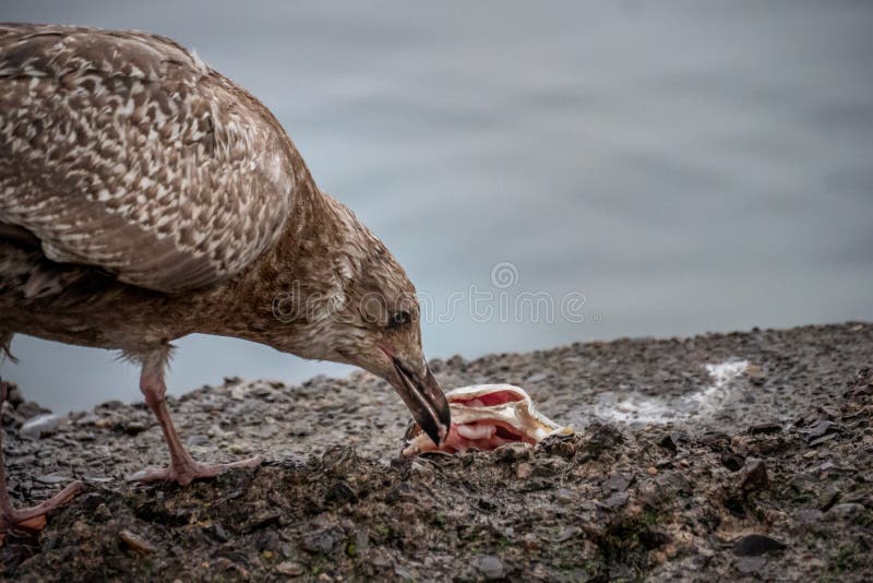 Seagull Eating a Fish Head for Food Stock Image - Image of bird, meat ...
