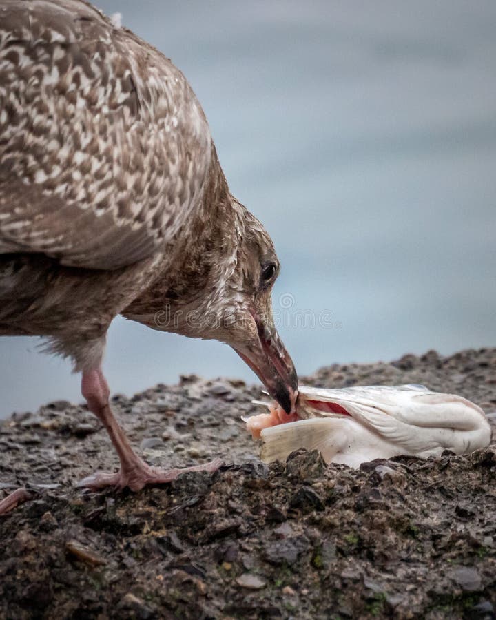 Seagull Eating a Fish Head for Food Stock Image - Image of rock ...