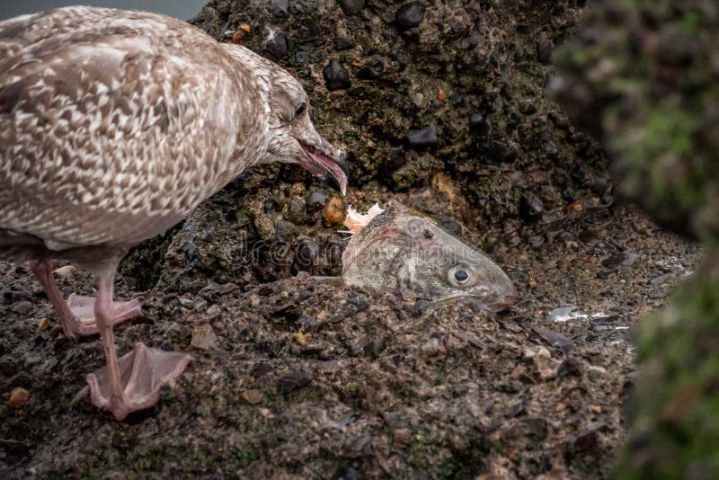 Seagull Eating a Fish Head for Food Stock Photo - Image of beach, guts ...