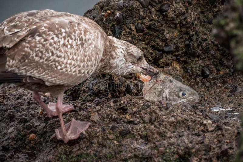 Seagull Eating a Fish Head for Food Stock Photo - Image of shore, beak ...