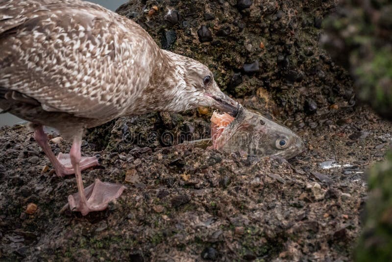 Seagull Eating a Fish Head for Food Stock Photo - Image of guts, fish ...