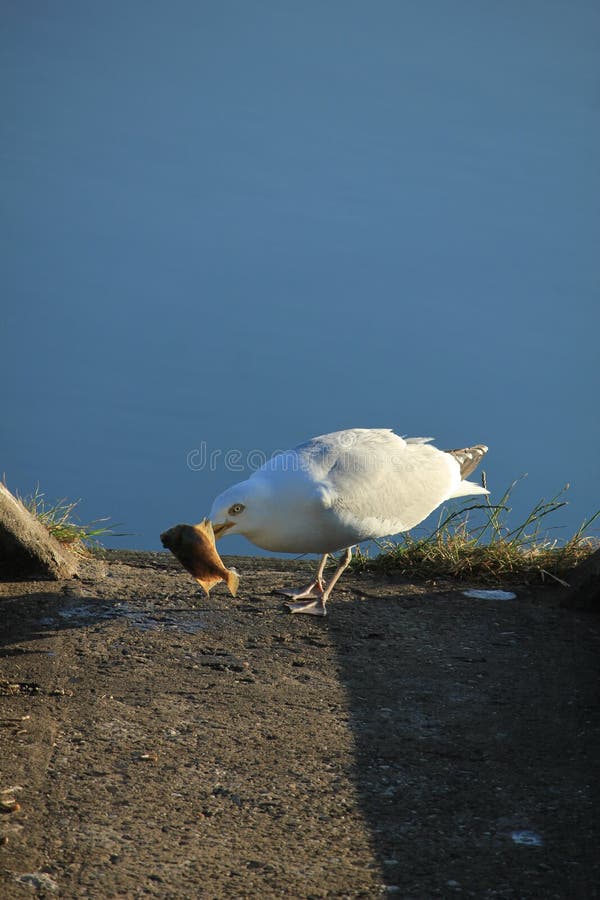 A Seagull eating a fish stock image. Image of white - 102367693