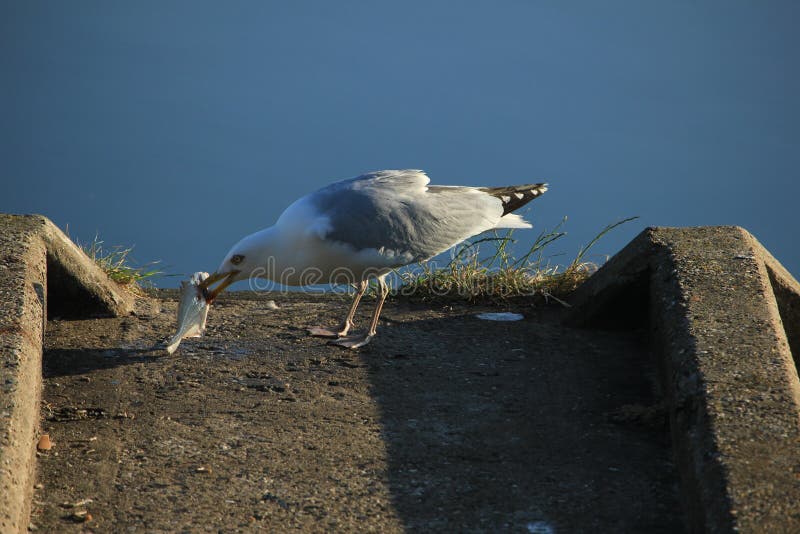 A Seagull eating a fish stock image. Image of gull, fish - 107683517