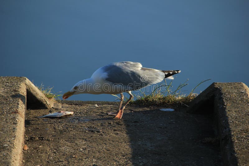 A Seagull eating a fish stock image. Image of eating - 95270249