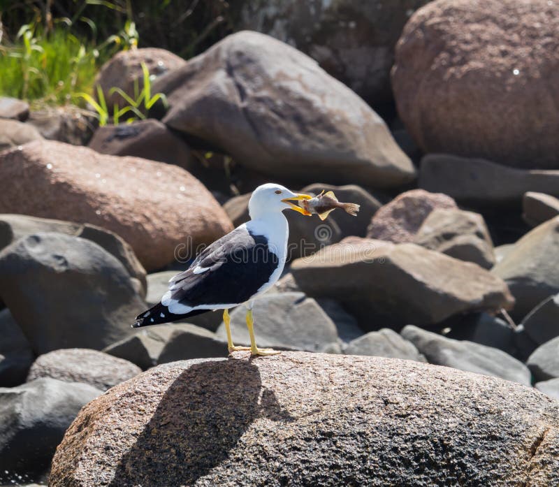 Seagull eating a fish stock image. Image of animal, fish - 90645305