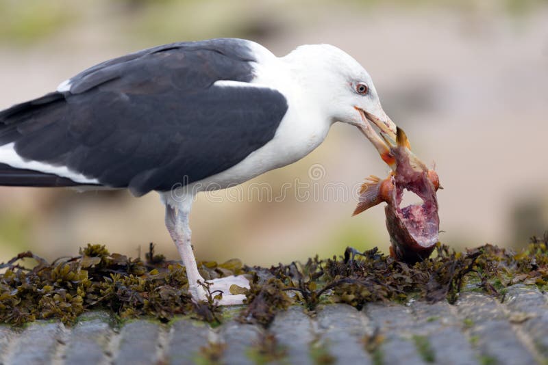 Seagull eating fish meat stock photo. Image of landing - 46067348