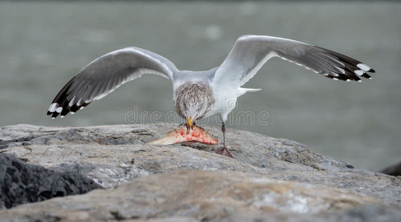 Seagull Eating a Fish stock image. Image of seagull - 215940513