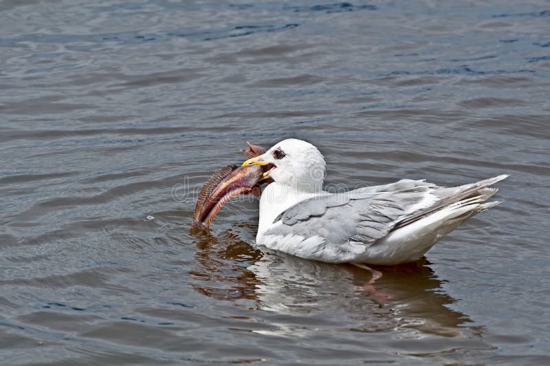 Seagull Eating Huge Fish in Water Stock Image - Image of marine ...
