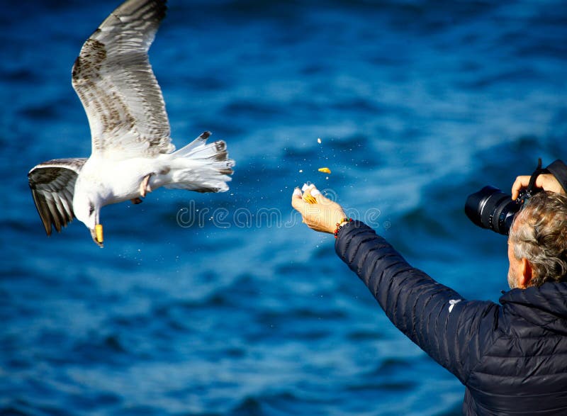 03-12-2021 Istanbul-Turkey: Seagull Eating from Human Hands Editorial ...