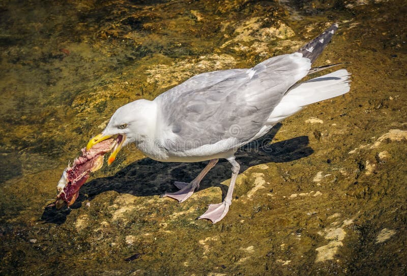 Seagull Eating Huge Fish in Water Stock Image - Image of marine ...