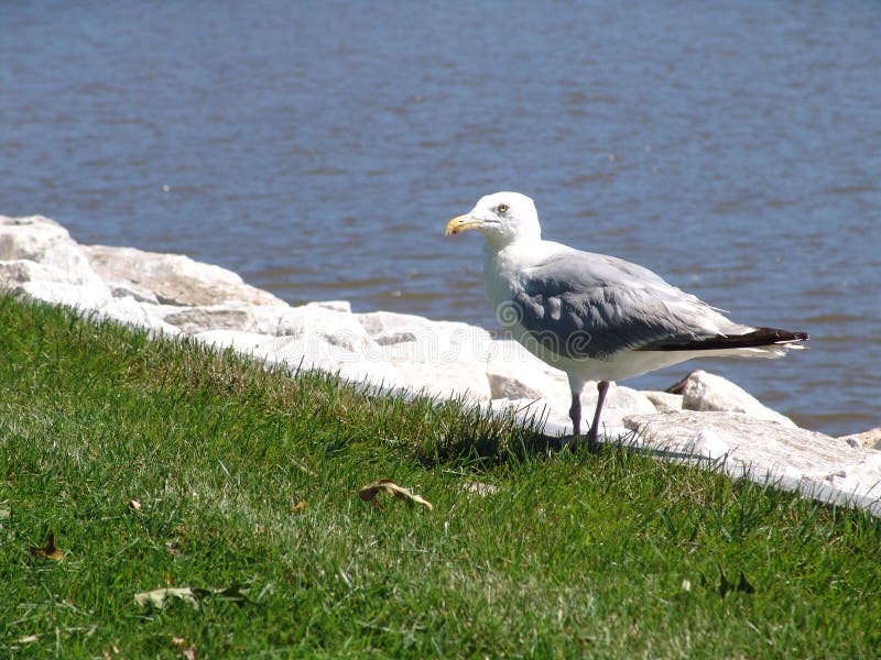 Seagull Eating Lunch Picture. Image: 78575