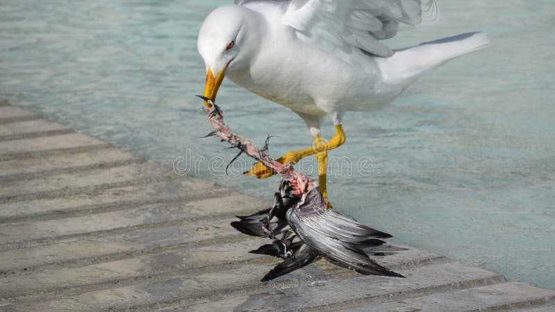 Seagull eating stock photo. Image of bird, gull, white - 40925094