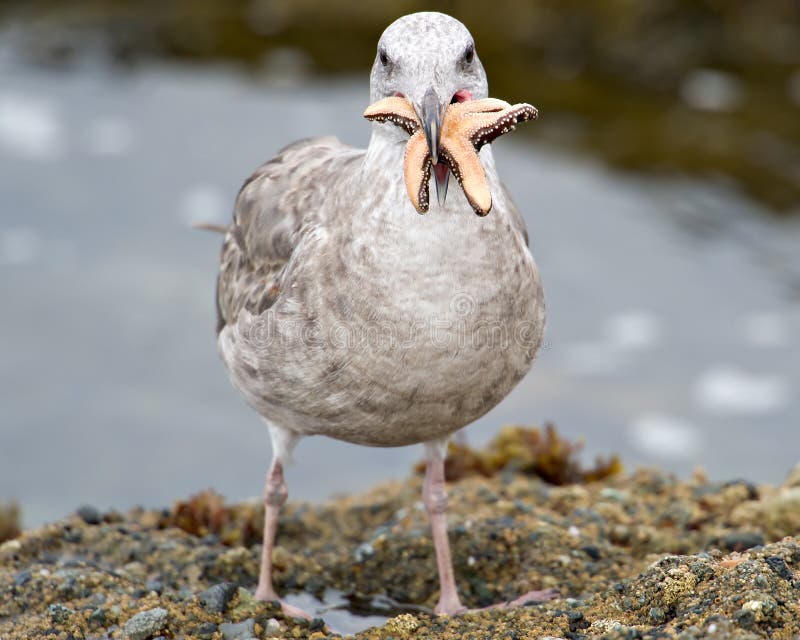 Seagull eating a starfish stock image. Image of overeating - 25757097