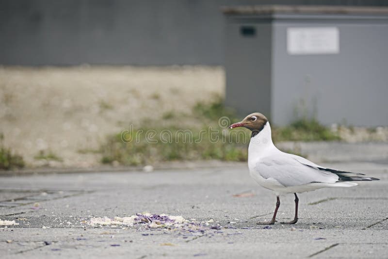 Seagull eating bread stock photo. Image of tier, seagull - 90385000