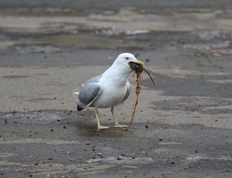 Seagull Eats a Rat on the Asphalt Stock Image - Image of carrion, grey ...