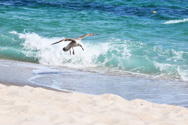 Seagull on the Edge of the Surf. Stock Image - Image of gull, bird ...