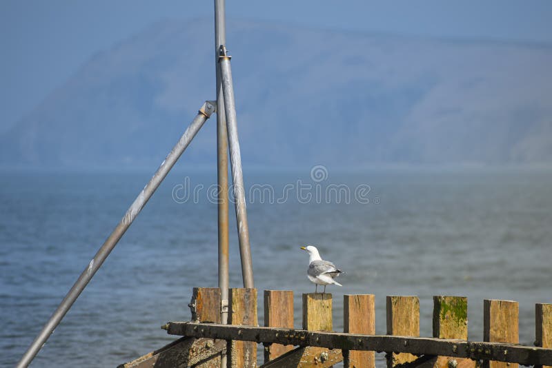 Seagull on the Edge To the Break Water Stock Image - Image of tower ...