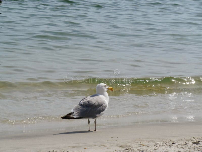 Seagull stock photo. Image of oceanic, views, seagull - 88841012