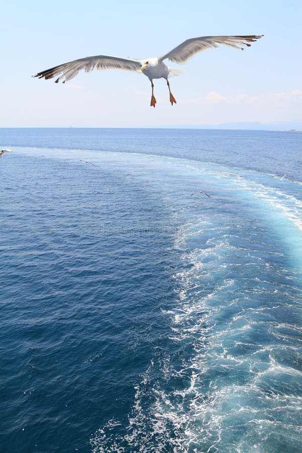 Seagull stock image. Image of beautiful, bird, spread - 32718333