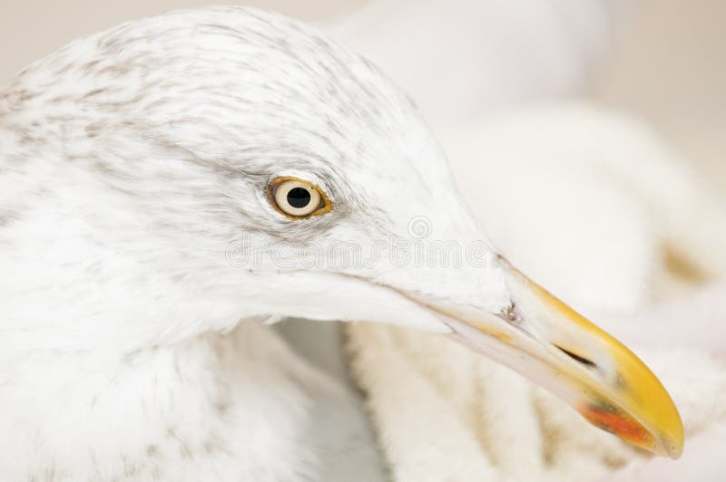 Seagull Examination stock image. Image of health, hospital - 27040773