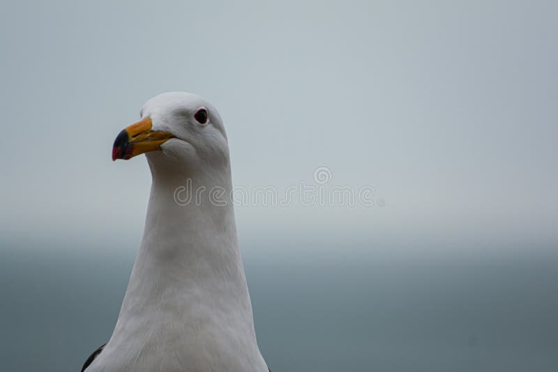 Seagull Face Standing in Front of the Sea Stock Photo - Image of ...