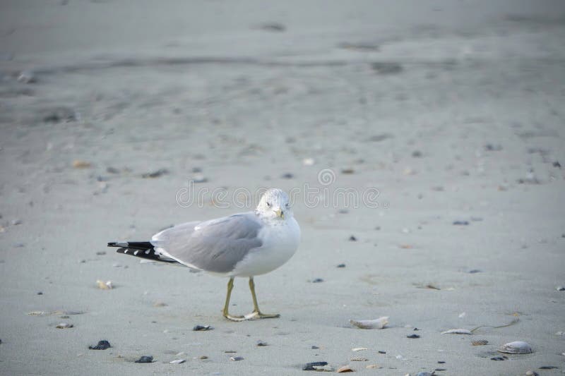 Seagull facing forward stock image. Image of shoreline - 304443403