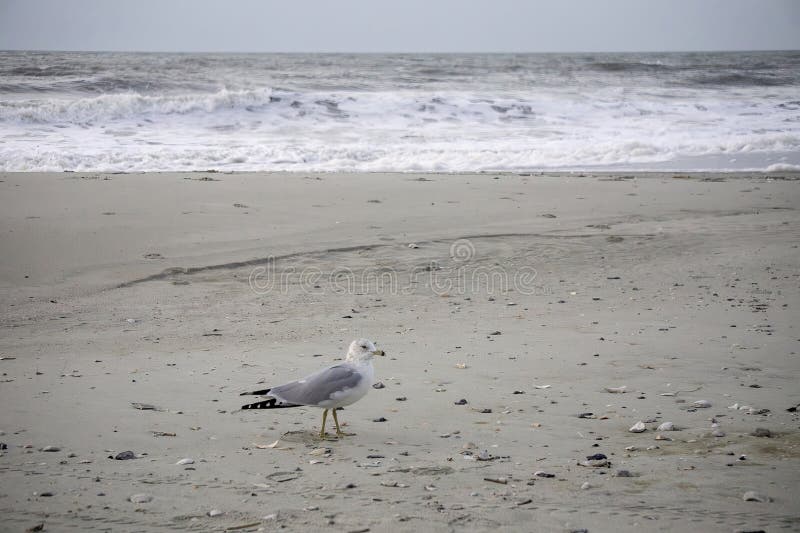 Seagull facing forward stock photo. Image of bird, water - 304443480