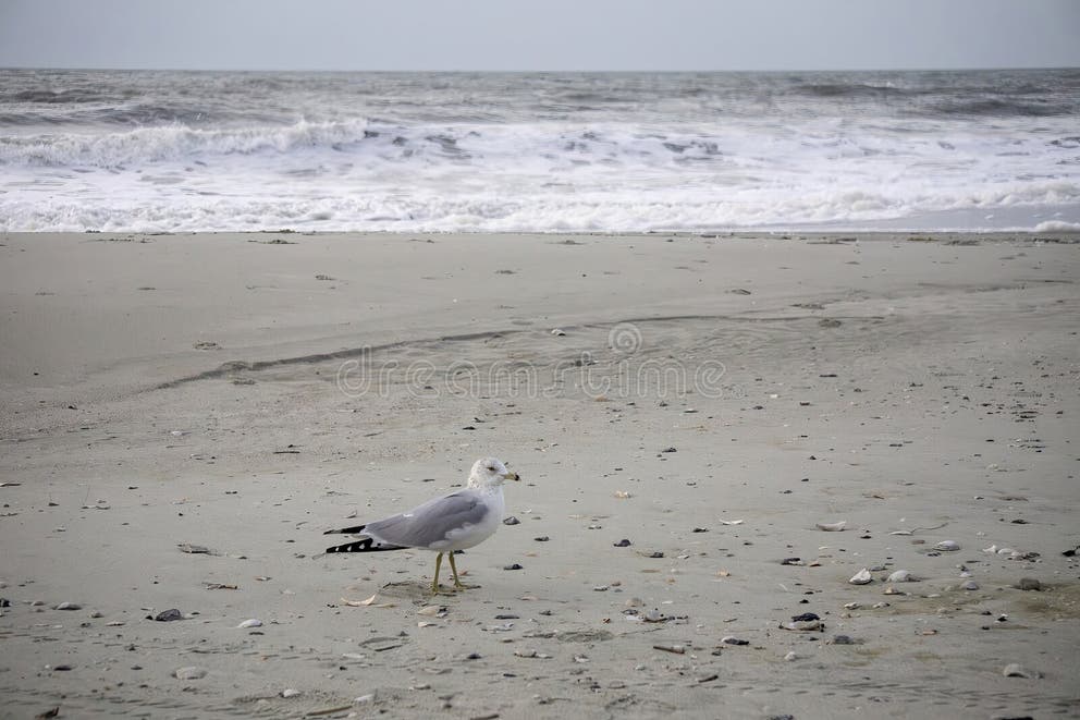 Seagull facing forward stock photo. Image of bird, water - 304443480