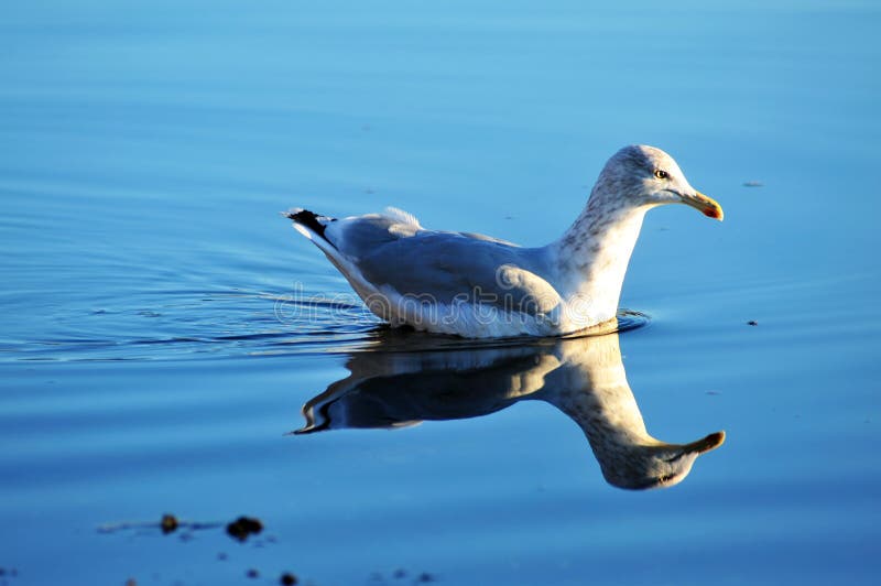 Seagull Facing Right stock photo. Image of peaceful - 214391438