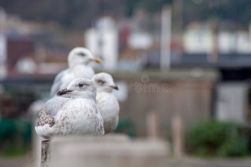 Seagull Family stock photo. Image of lined, queue, family - 54262728