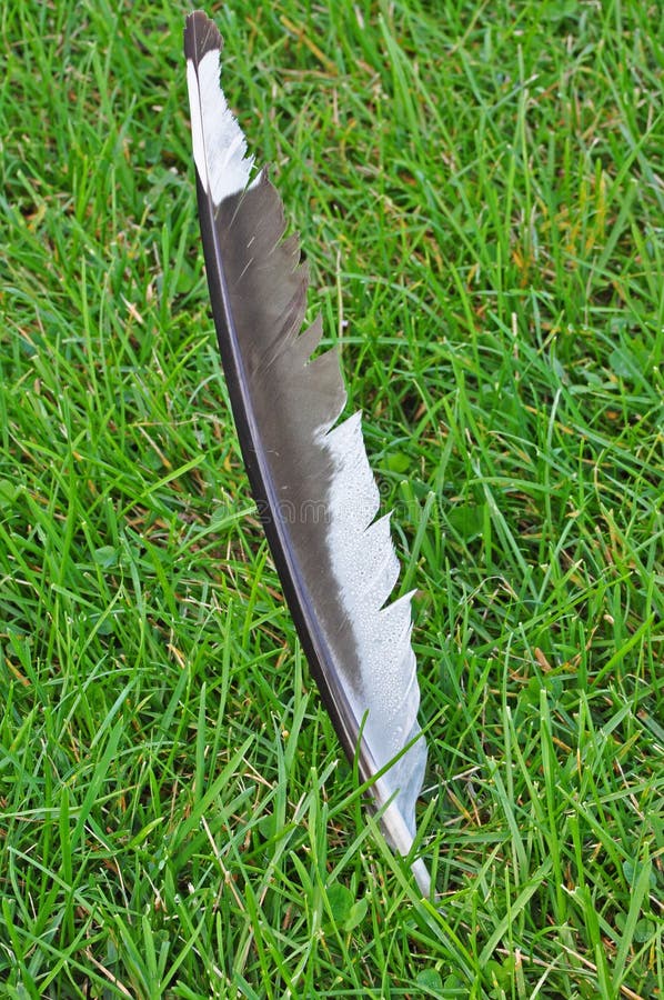 Seagull feather stock image. Image of animal, wildlife - 16009353