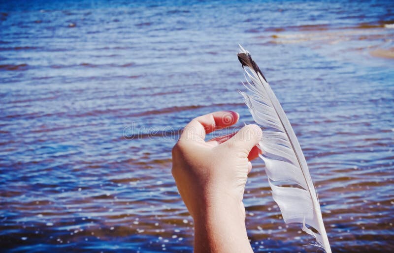 Seagull feather stock photo. Image of nature, black, close - 43709336