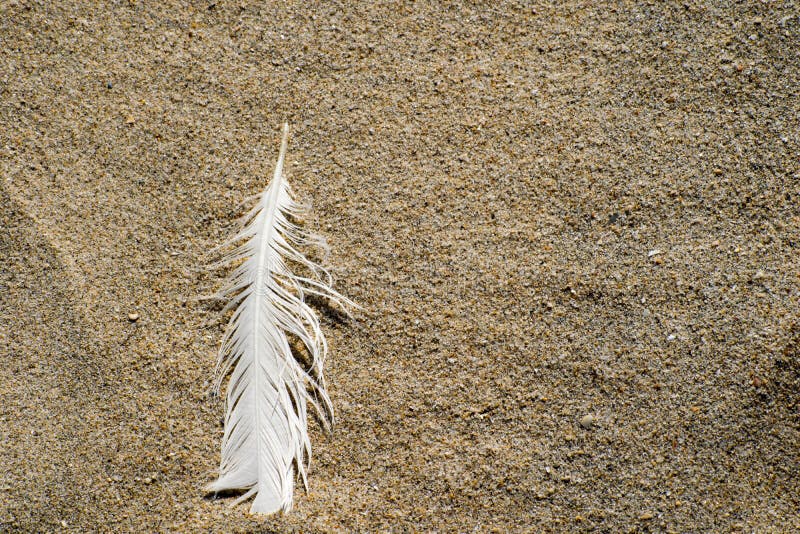 Seagull feather stock image. Image of animal, wildlife - 16009353