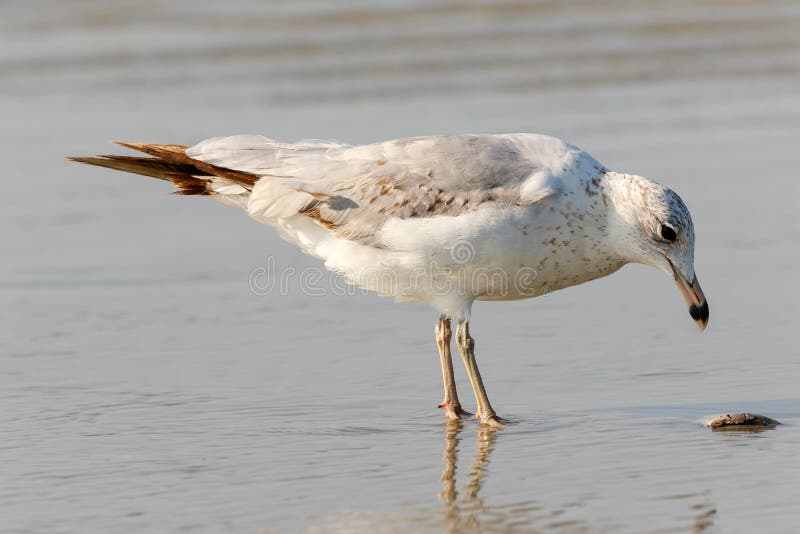Seagull Feeding on the Beach at Low Tide Stock Image - Image of coastal ...