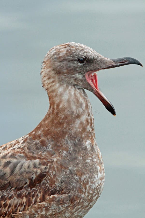 Female Seagull in Flight stock photo. Image of legs - 127146412