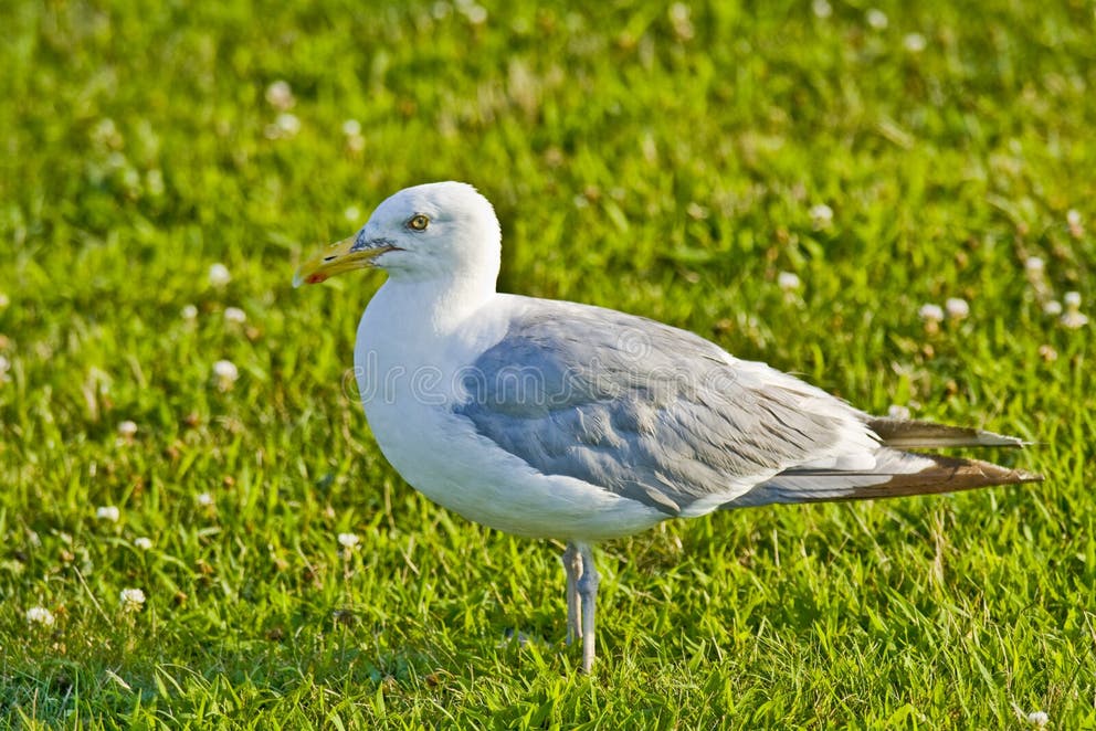 Seagull on field stock image. Image of wing, side, closeup - 10433875