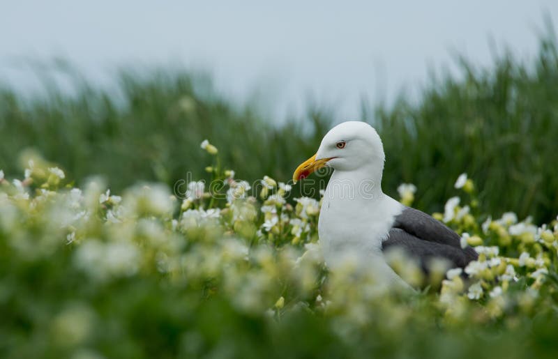 Seagull stock image. Image of cloud, portrait, seabird - 31810455