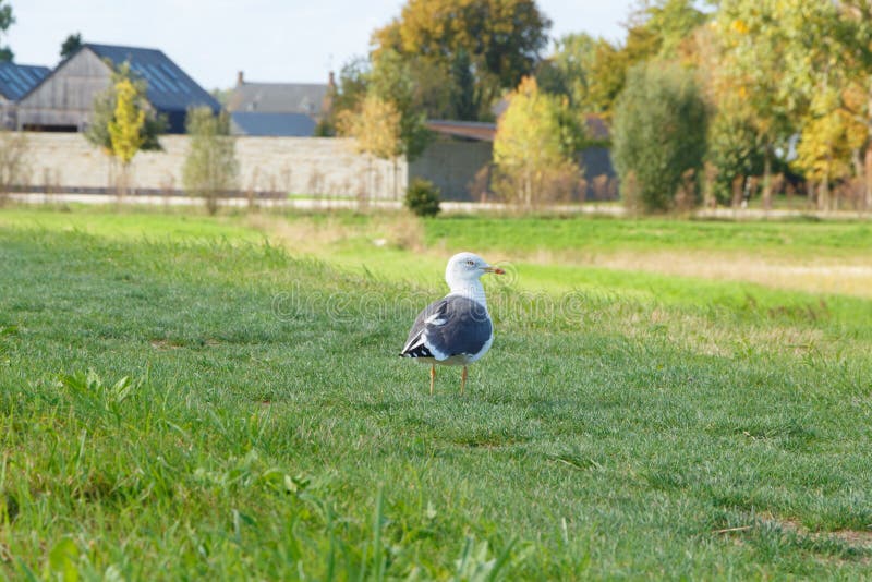 Seagull in a field stock photo. Image of grass, wildlife - 105728264