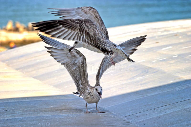 Two Seagulls Fighting for Territory Stock Image - Image of beak, nature ...