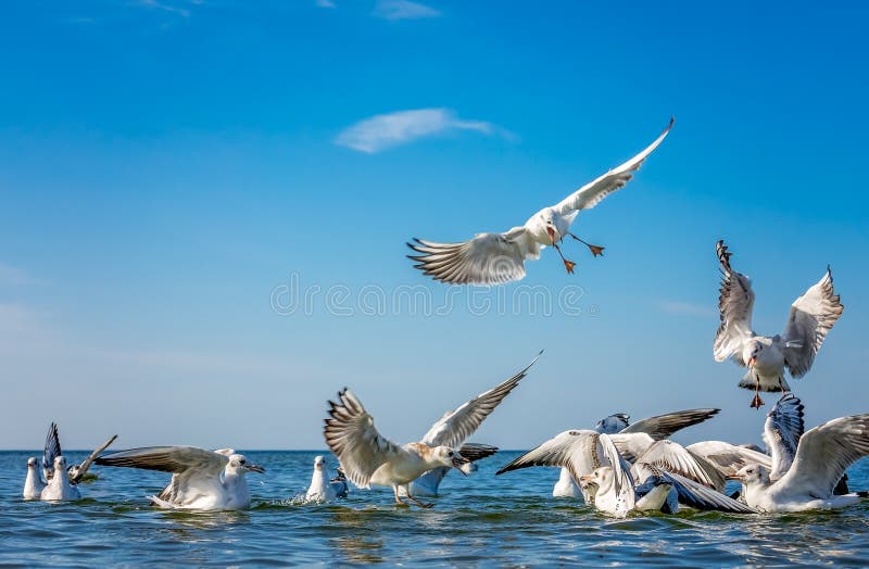 Seagull in fight stock image. Image of coastal, blue - 99706033