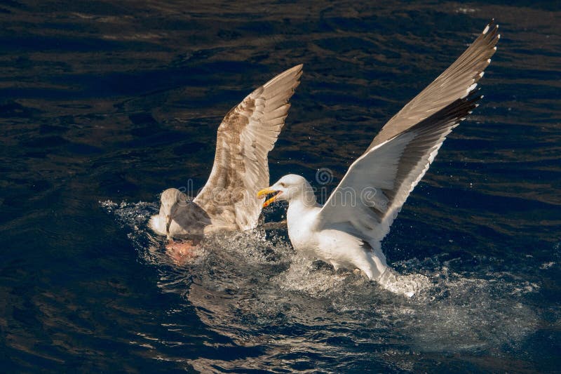 Seagull while Fighting for Food Stock Photo - Image of boat, ocean ...
