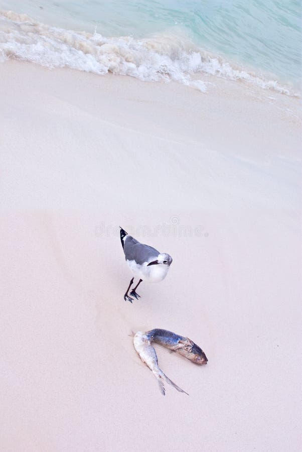 Seagull and fish stock image. Image of ocean, beach, cancun - 7427641