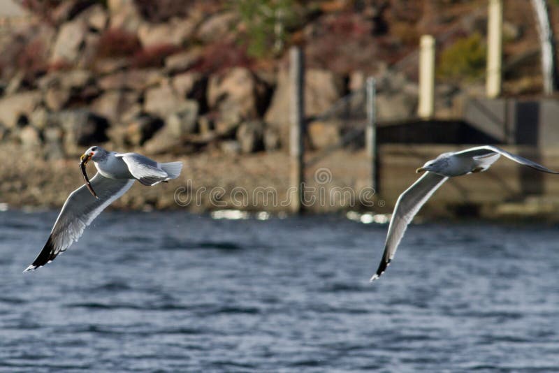 Seagull fishing stock image. Image of hovering, laridae - 28536753