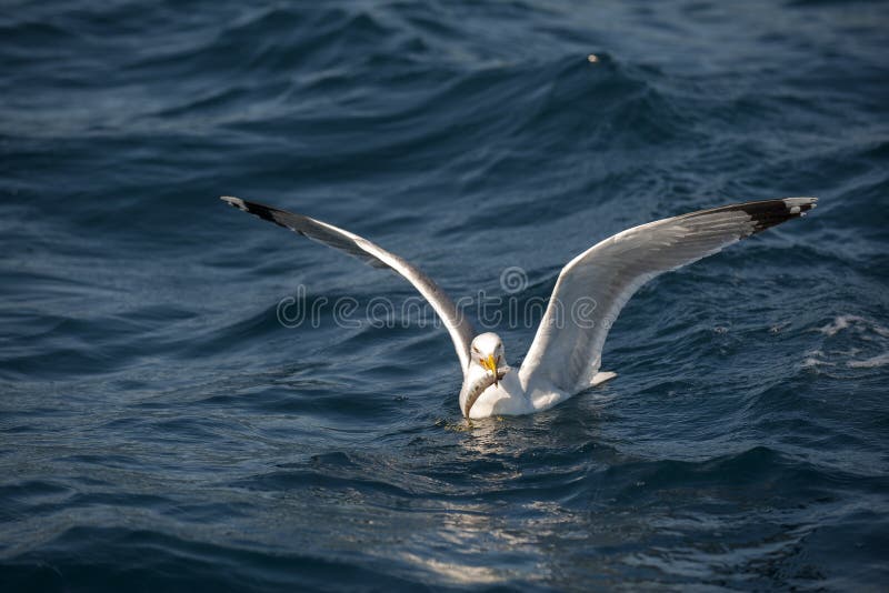 Exercise Flapping Fish Stock Photos - Free & Royalty-Free Stock Photos ...