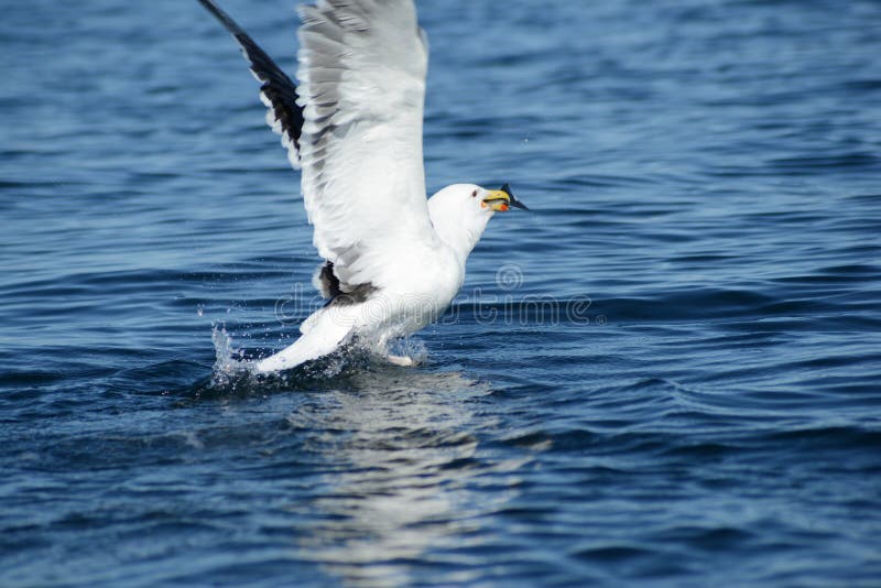 Seagull Fishing stock image. Image of animal, ocean, feeding - 85567539