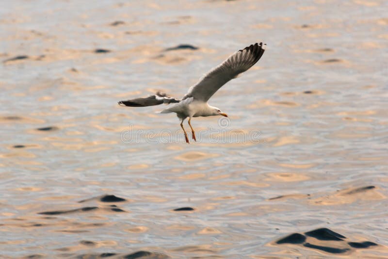 Seagull fishing stock image. Image of gull, amore, monterosso - 47221709