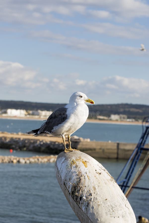 Seagull in fishing stock image. Image of looking, market - 88697179