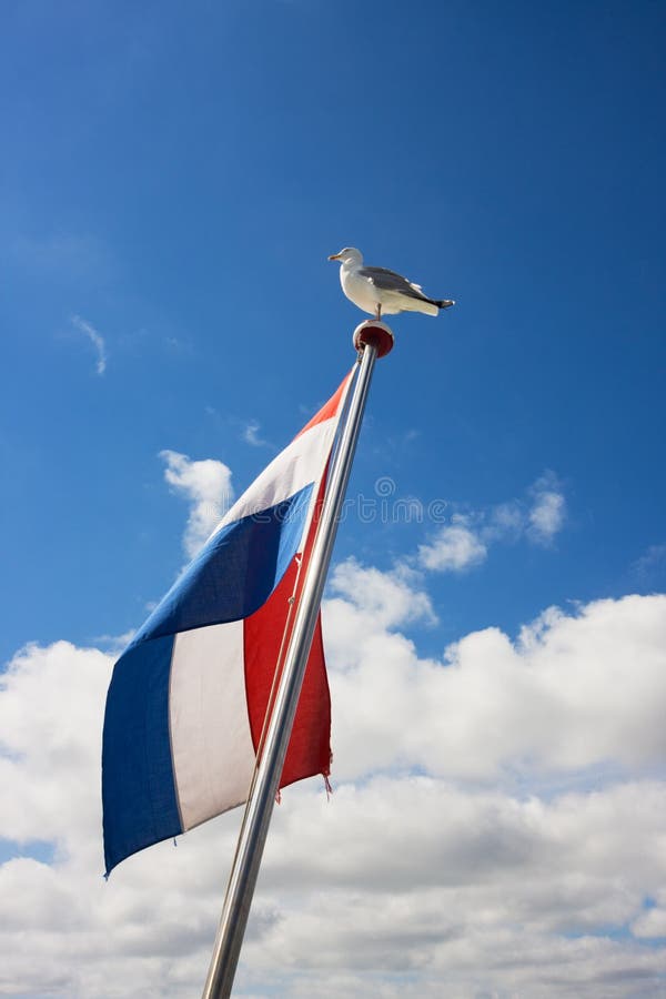 Seagull on flag pole stock photo. Image of white, herring - 137813358