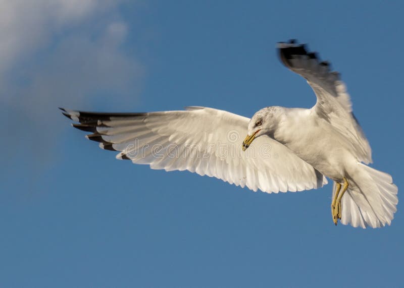 Seagull Hovering in Flight stock photo. Image of soaring - 99081334