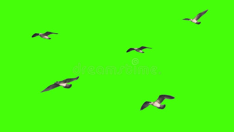Seagull Flies on Chroma Key Stock Footage - Video of seabird, high ...